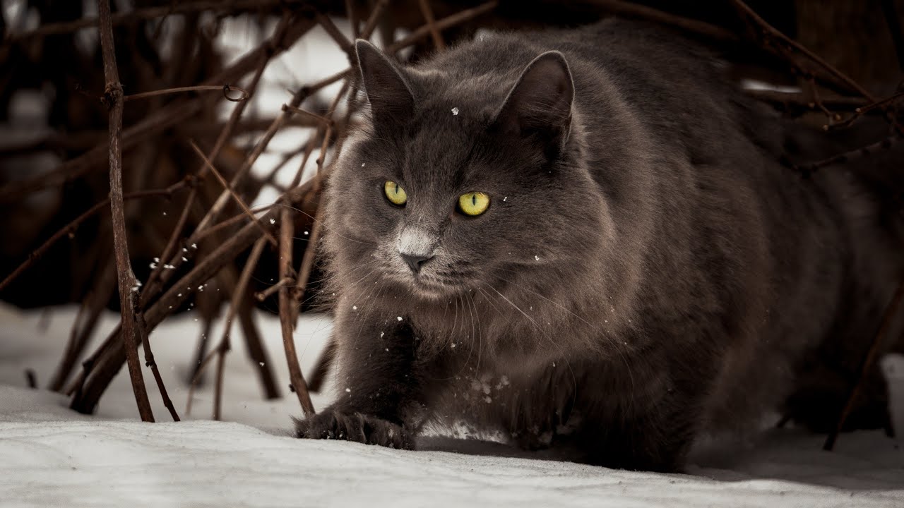 maya lou the cat winter adventure peaceful motion picture - YouTube