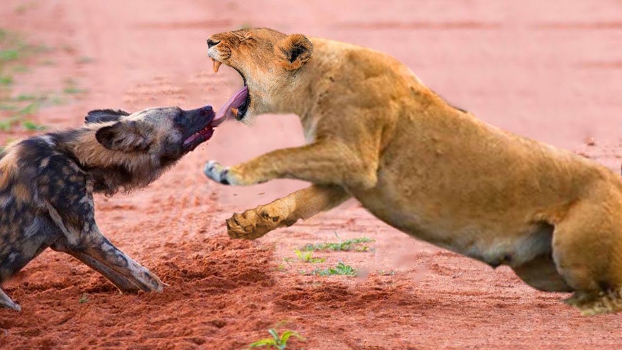 🐩 The clash between hyenas and lions, the fate of the loser 🐩| Animals ...
