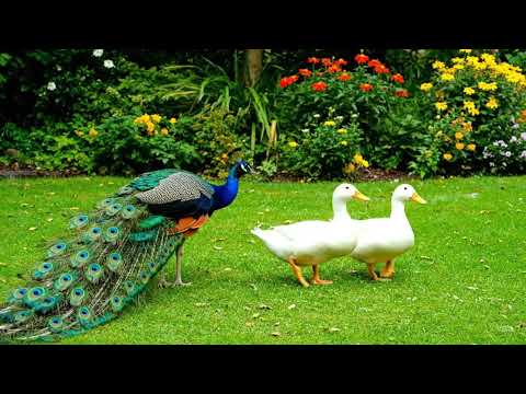 Peacock Bird videos compilation - Beautiful Animal Sounds Original 4k #peacock #peacockdance