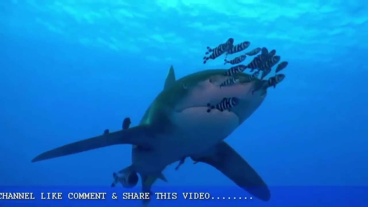 विश्व की सबसे भयानक और आदमखोर मछलियां || The world's most awesome and ...