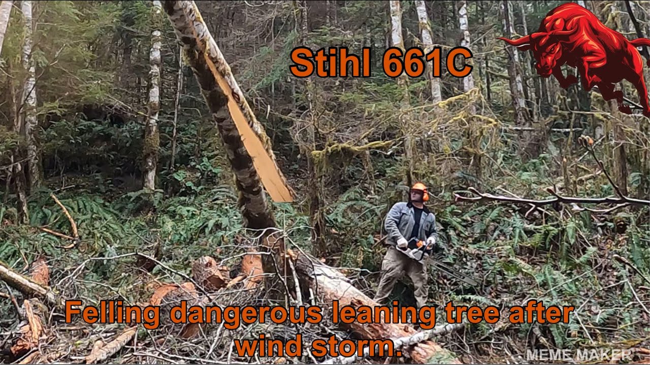 Felling and clearing dangerous tree after wind storm Stihl 661 - YouTube