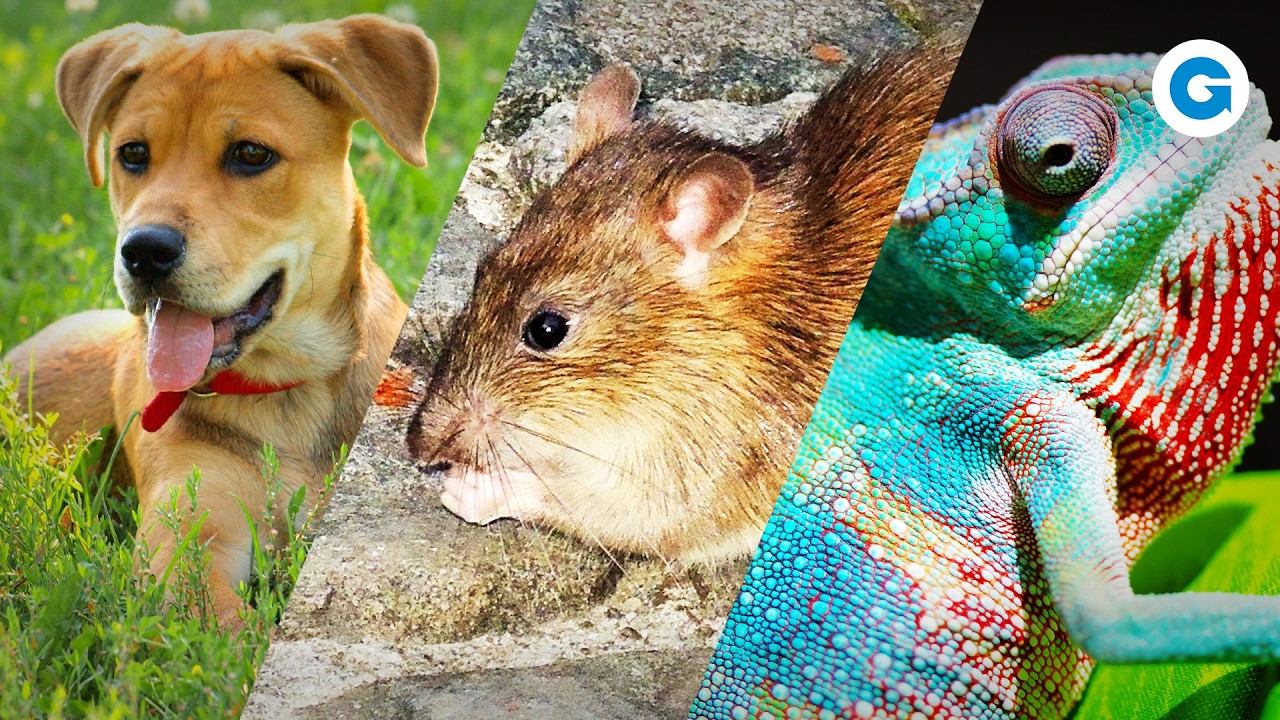 The Evolving Bond Between Humans and Animals | Extra Long Documentary ...