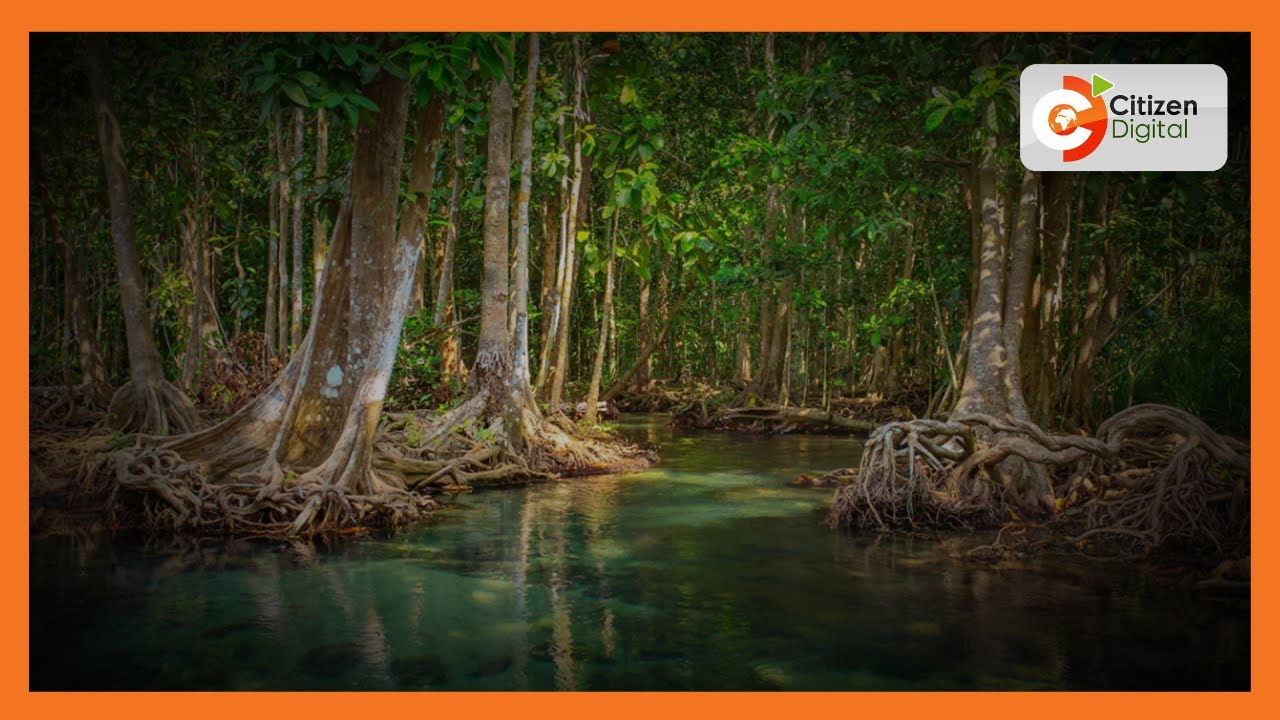 Wakaazi wa Lamu wapata idhini ya kuhifadhi na kulinda mikoko - YouTube