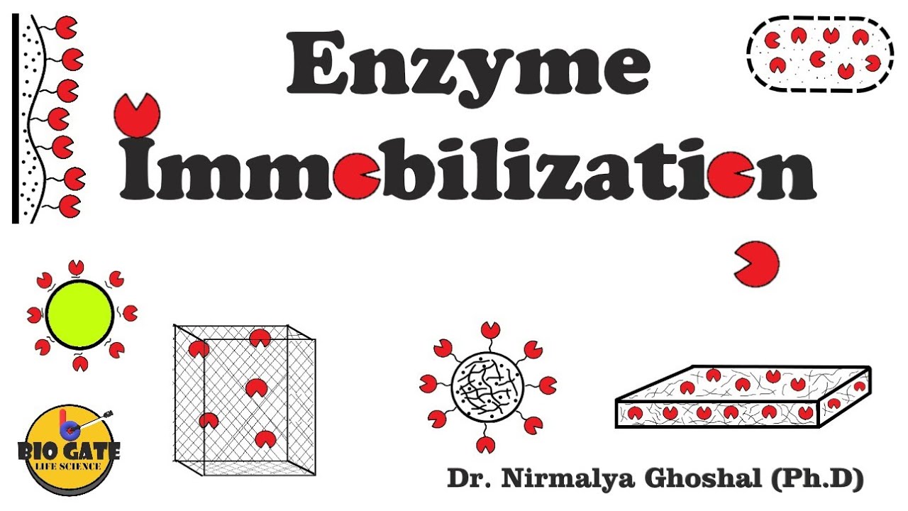 Enzyme Immobilization: Immobilization of biocatalysts #animation - YouTube