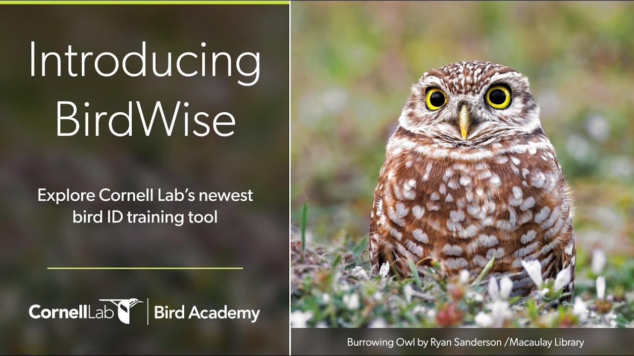 Introducing BirdWise! Explore Cornell Lab's Newest Bird ID Training ...