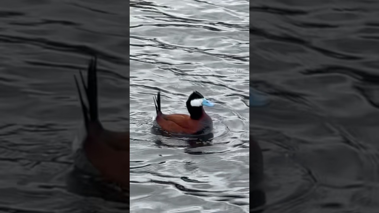 Ruddy Duck Mating Call - YouTube
