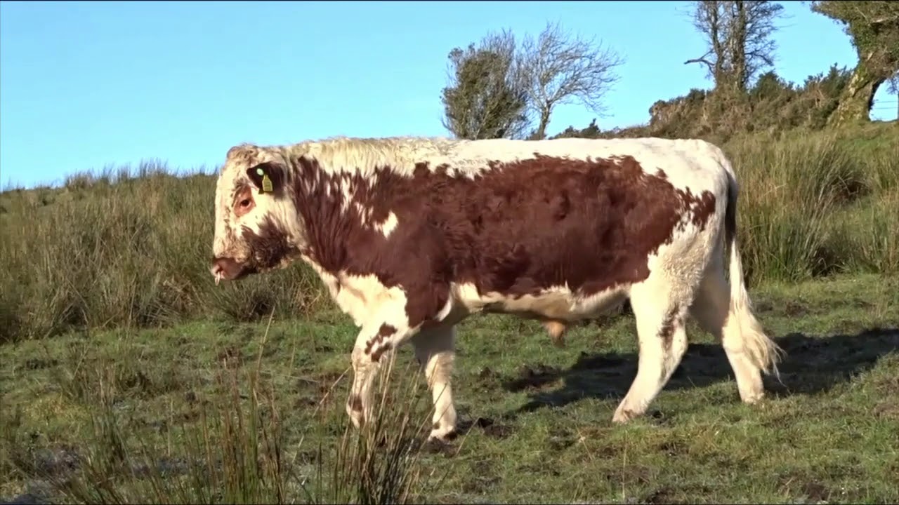 Clarence - Irish Moiled Bull - YouTube