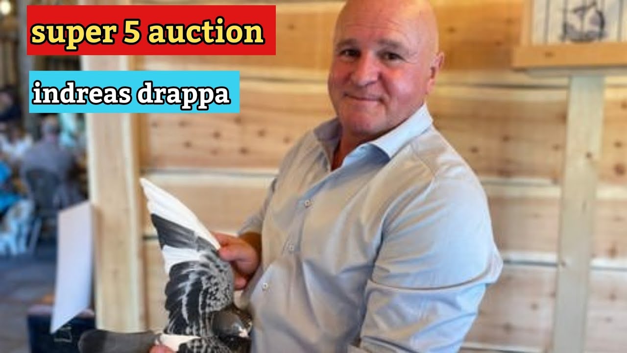 racing pigeon auction : 'Super 5' Champion Racing Pigeon from Andreas ...