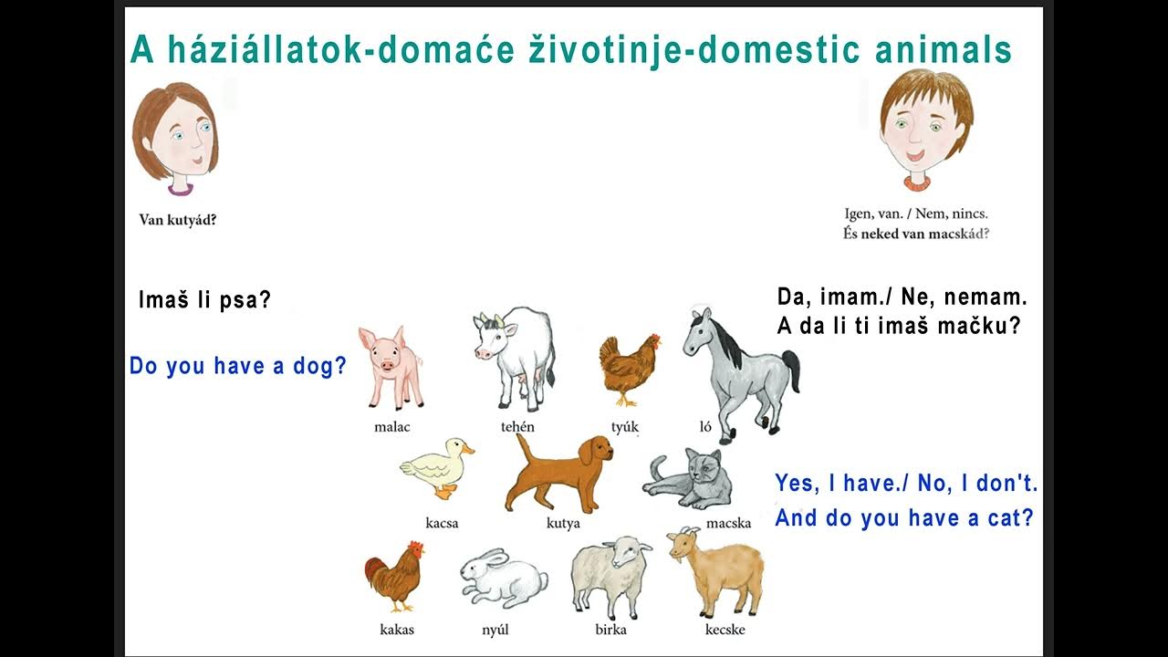 Hungarian lesson: Háziállatok-Domaće životinje-Domestic animals No2 ...