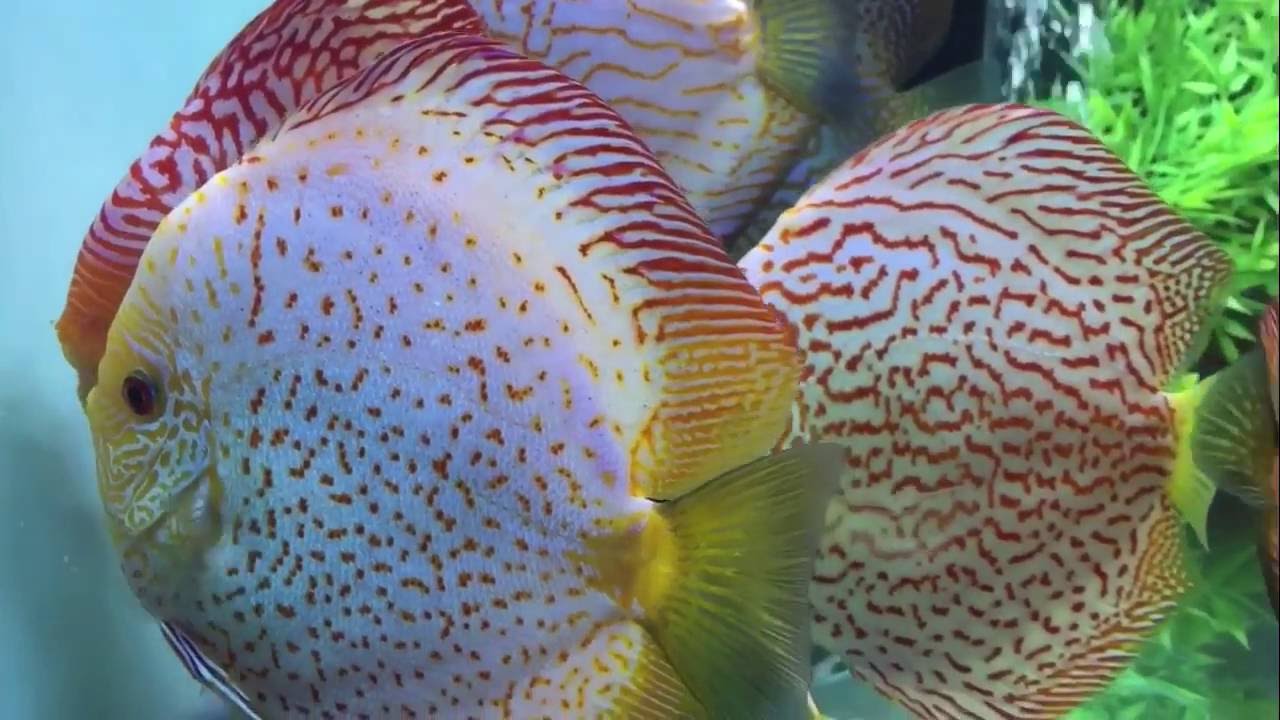 Pattern discus - YouTube