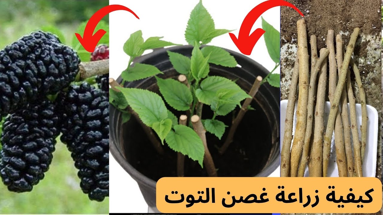 طريقة زراعة التوت بكل سهولة & تعلم زراعة شجرة التوت من العقل .#قناة ...