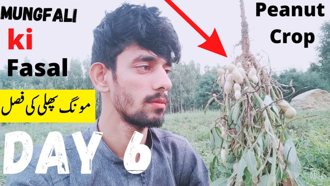 Peanut crop Mungfali ki Fasal Day 6 - YouTube