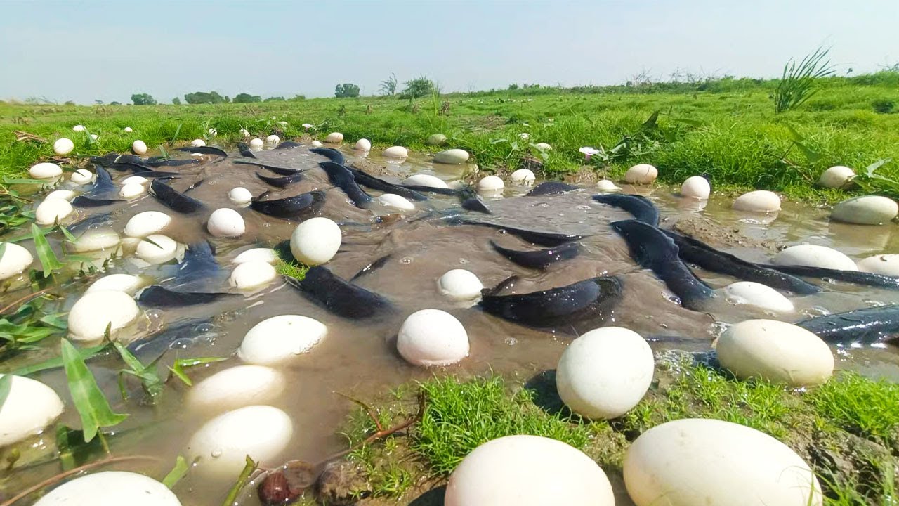 wow amazing, farmer catch a lots of catfish and pick eggs duck in the ...