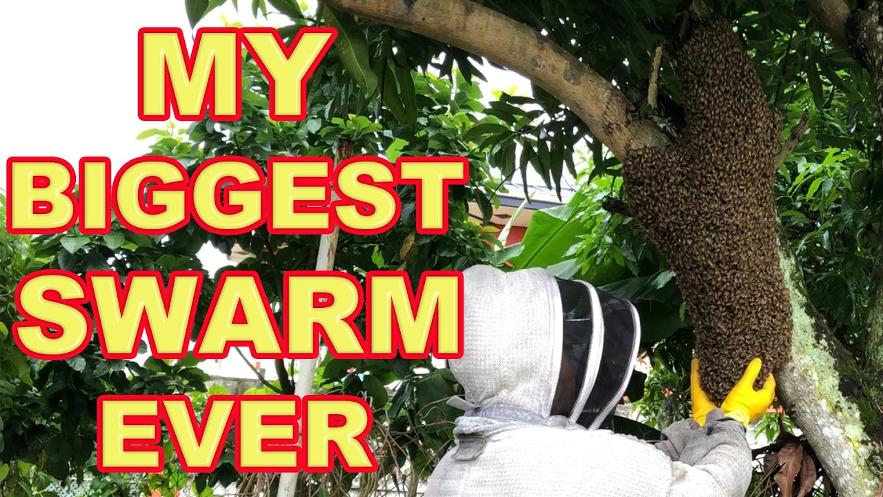 My Biggest Swarm Ever. T&T #swarm #savethebees #trinidadandtobago - YouTube