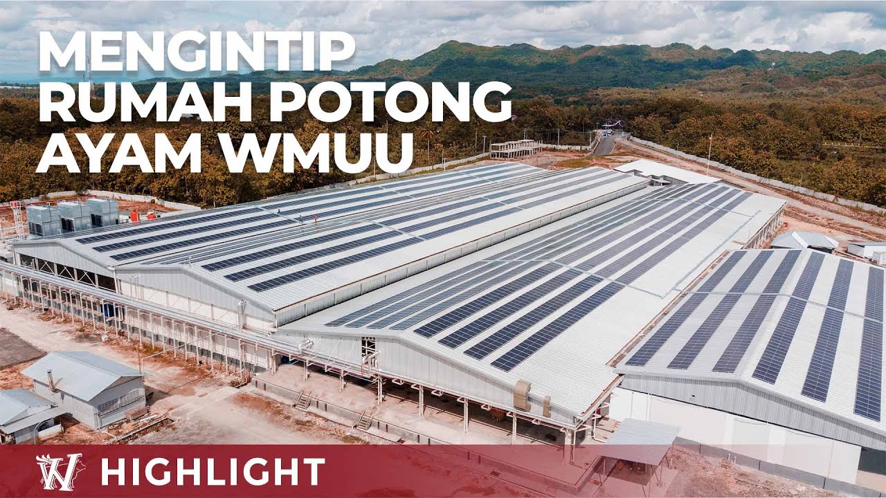 WAJIB TAU ️ALUR PRODUKSI RUMAH POTONG AYAM MILIK WMUU💯 - YouTube