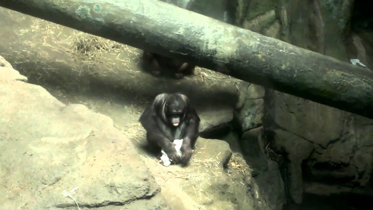 Monkey's will bang anything! - YouTube