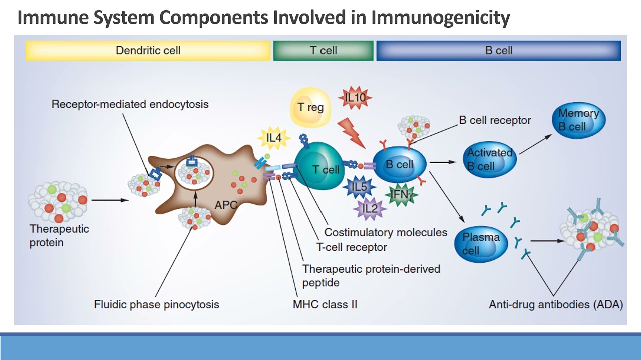 Model Informed Drug Development Approaches for Immunogenicity ...