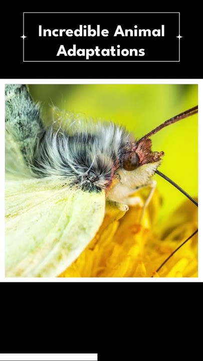 incredible animal adaptations - YouTube