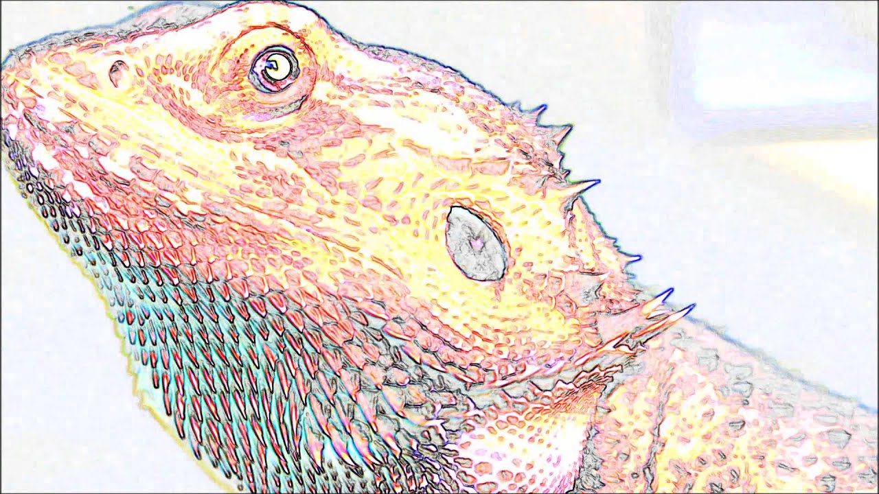 Acid Lizard - YouTube