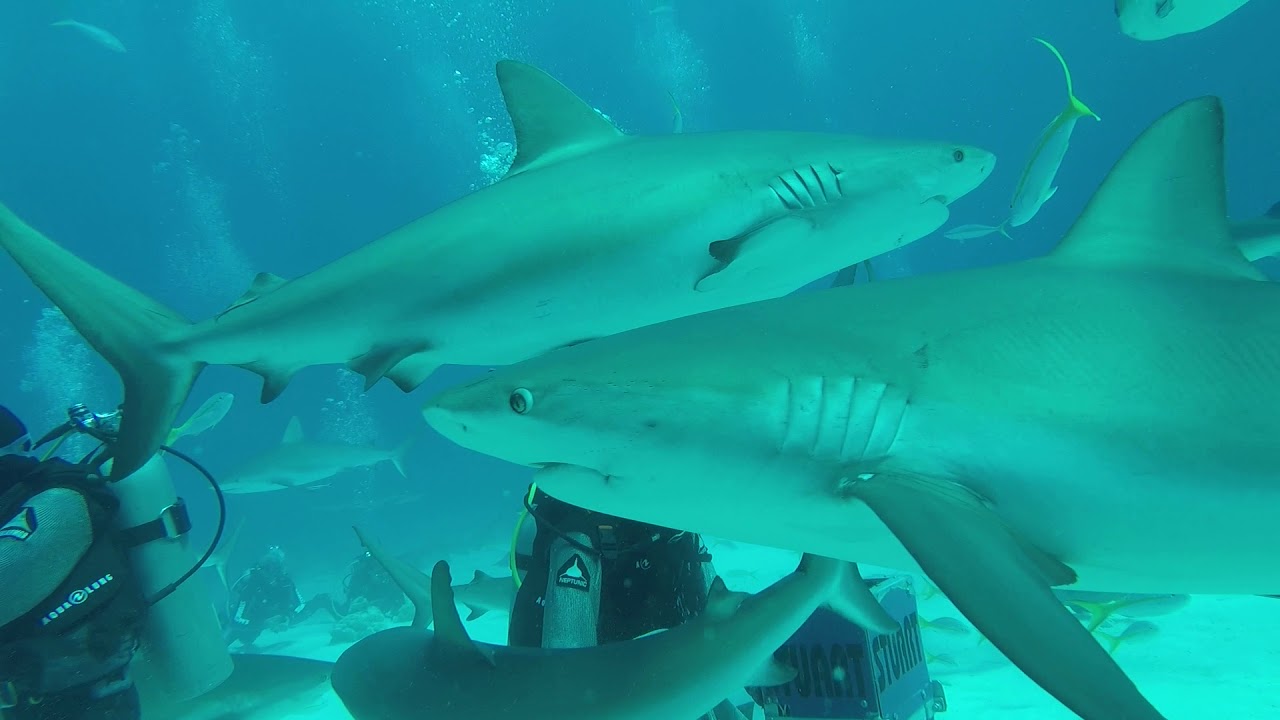 Shark diving in the Bahamas at Stuart Cove - YouTube