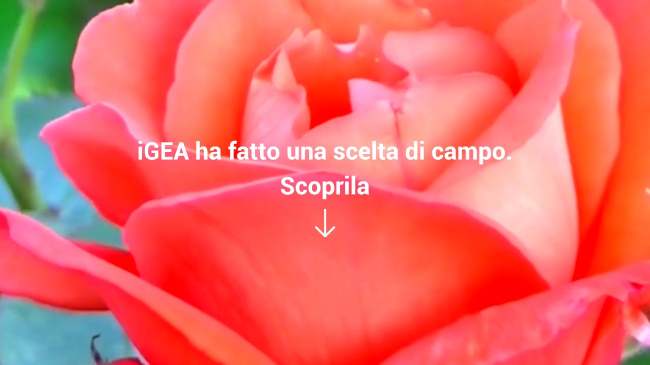 IGEA FOOD PHILOSOFY - YouTube