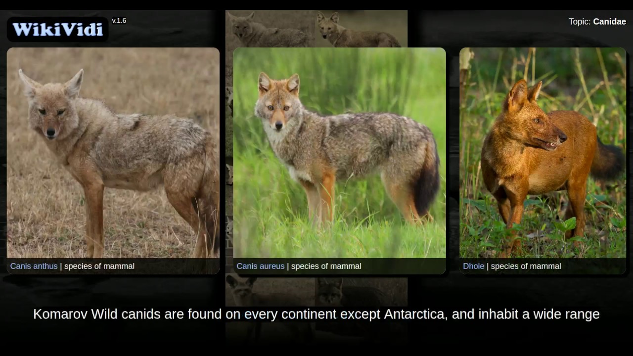 Canidae - WikiVidi Documentary - YouTube