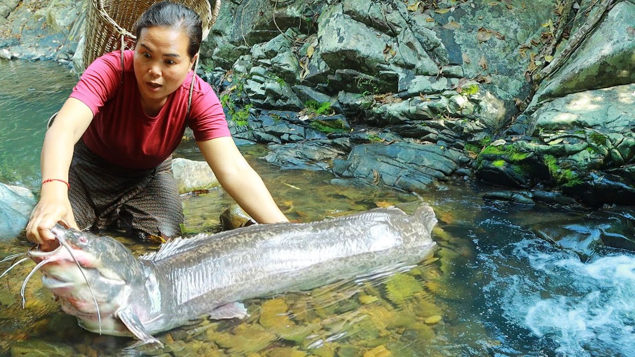 survival in the rainforest-found big cat fish for cook with flower ...