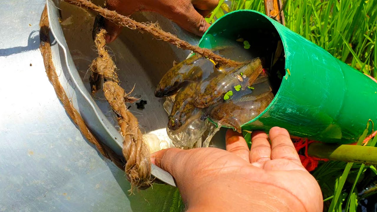 Believe This Fishing? Unique Fish Trapping System | New Technique Of ...