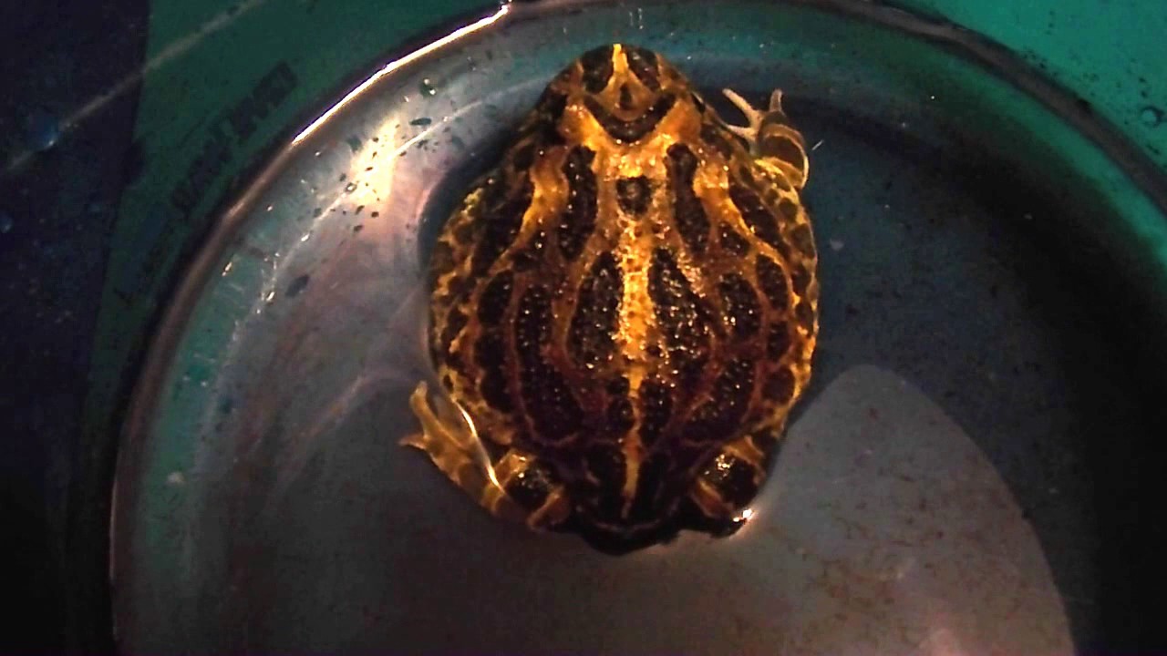 pac man frog care video - YouTube