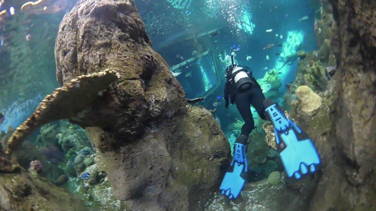 Aquarium of the Pacific Dive Immersion Experience - YouTube
