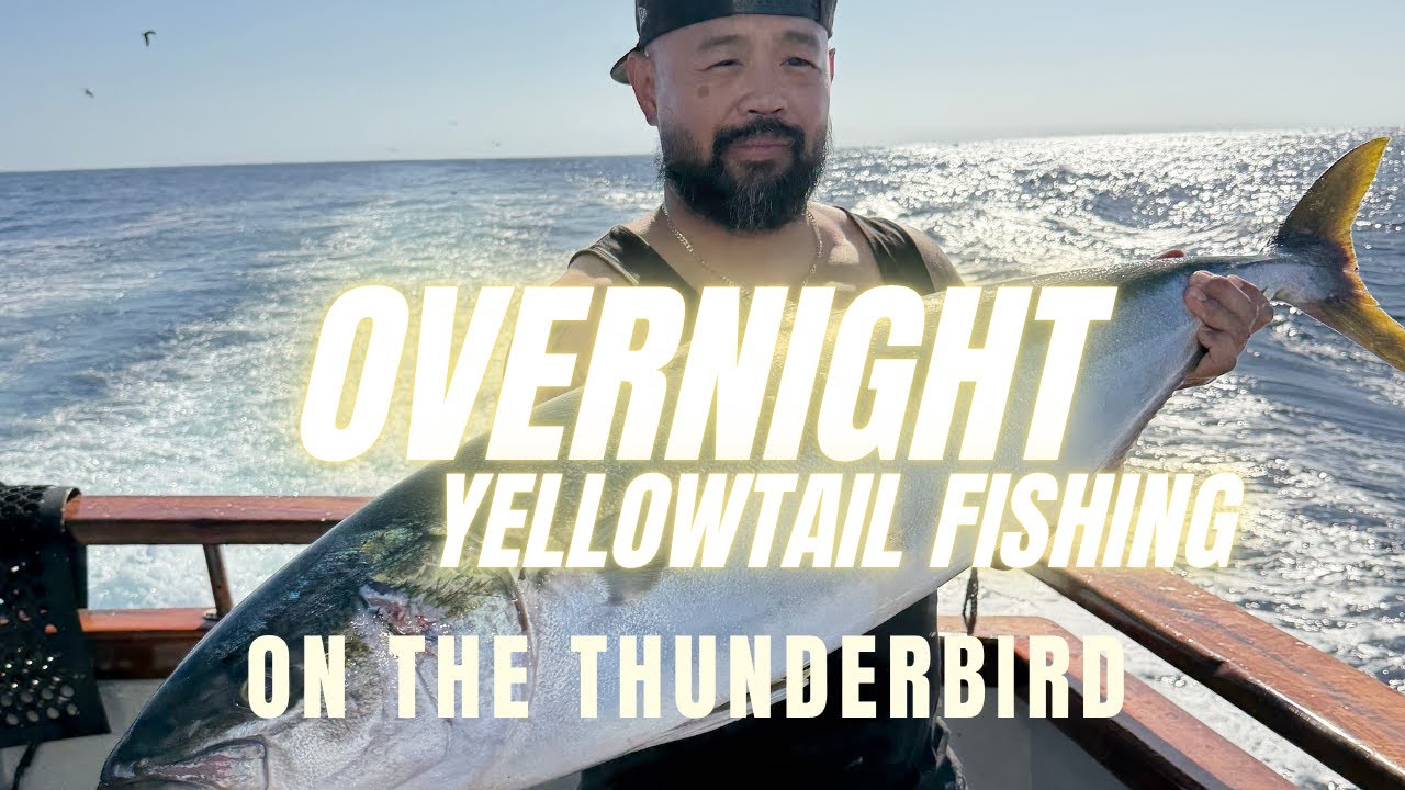 Huge Yellowtail | Fishing | Overnight Trip | Newport Landing ...
