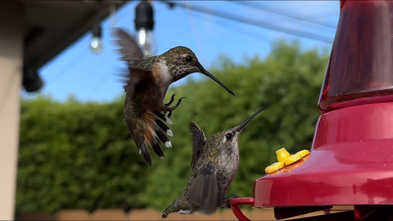 Hummingbird Mating Dance in Slow Motion at the Hummingbird Feeder ...