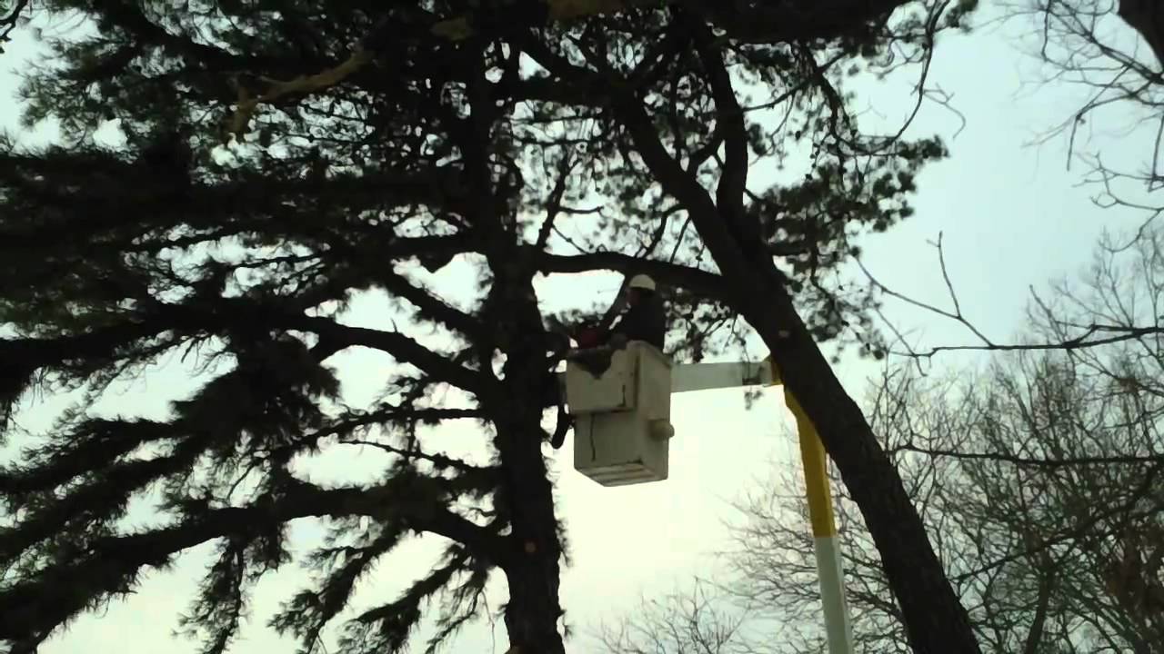Bucket Truck Tree Removal in Winter - YouTube
