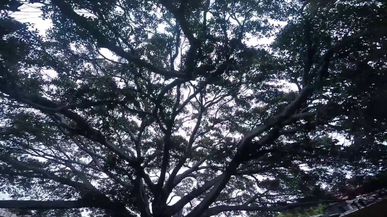 Santa Barbara Moreton Bay Fig Tree - North America's biggest Fig tree ...