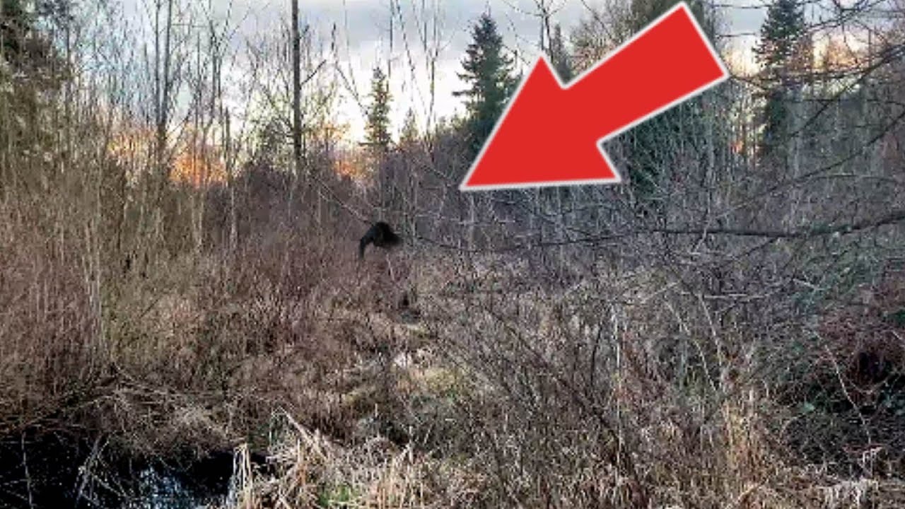 Canadian Werewolf Scariest Predators Caught on tape - YouTube