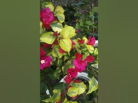 dauphine bougainvillea - YouTube