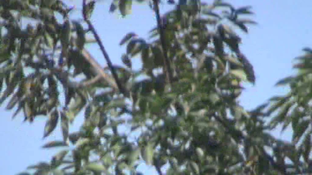 Beautiful Old Tree....Branches. - YouTube