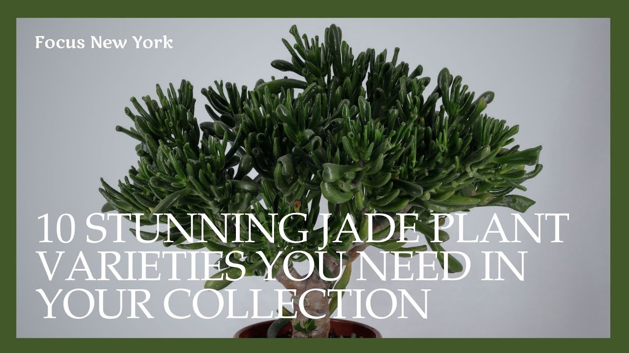 10 Stunning Jade Plant Varieties You Need in Your Collection by Focus ...