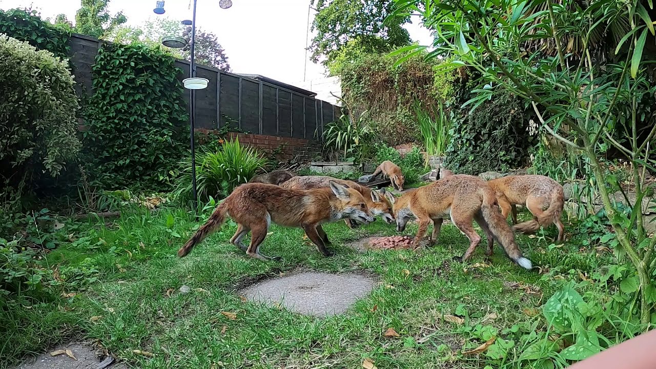 Fox Watch 16/07/2020 - YouTube