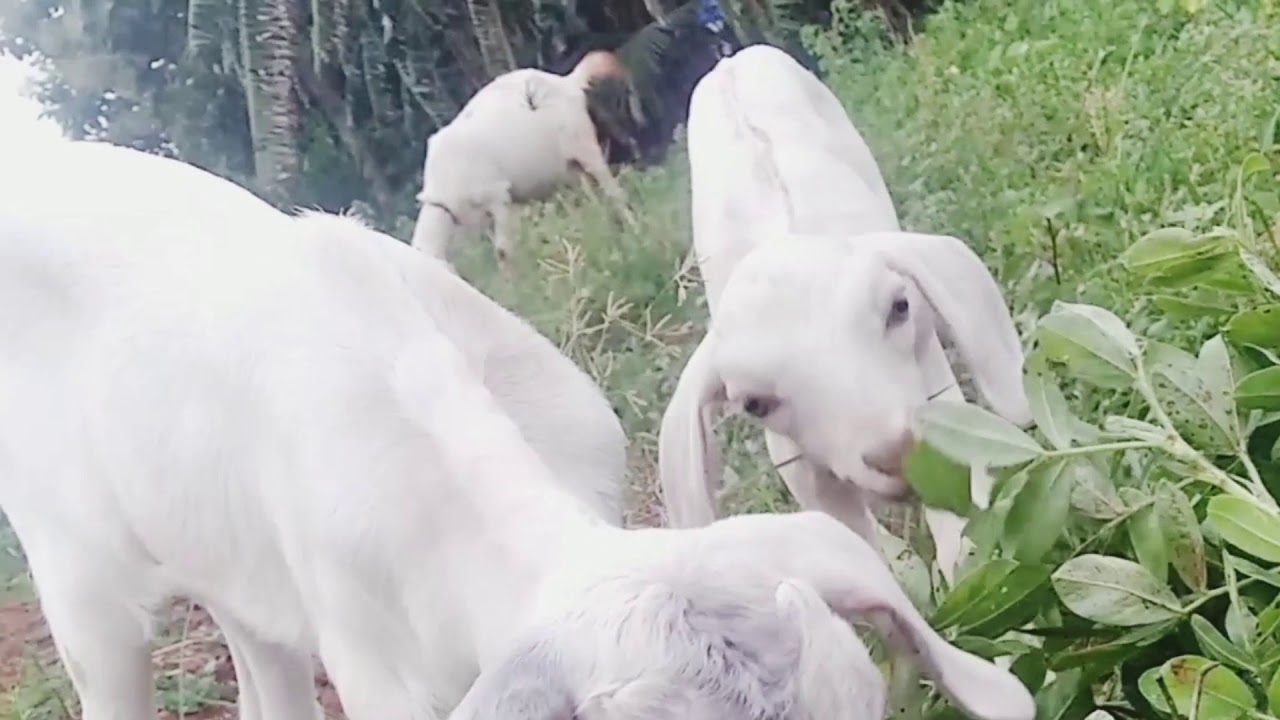 village Birds🐦 and Animals🐵🐔🐶🐷 @ village saral... - YouTube