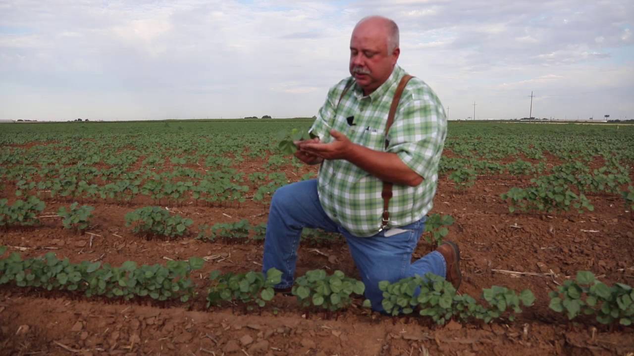 Scouting for Fleahoppers in Texas High Plains Cotton (2016) - YouTube