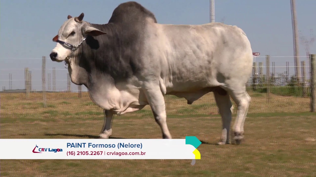 TOURO CRV LAGOA - PAINT Formoso (Nelore) Agosto 2017 - YouTube