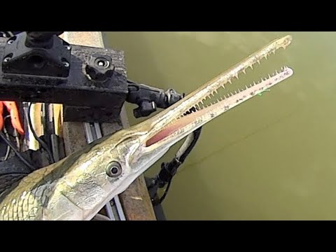 I CAUGHT A GAR-GANTUAN FISH!!! NEW PB FISH!!! - YouTube