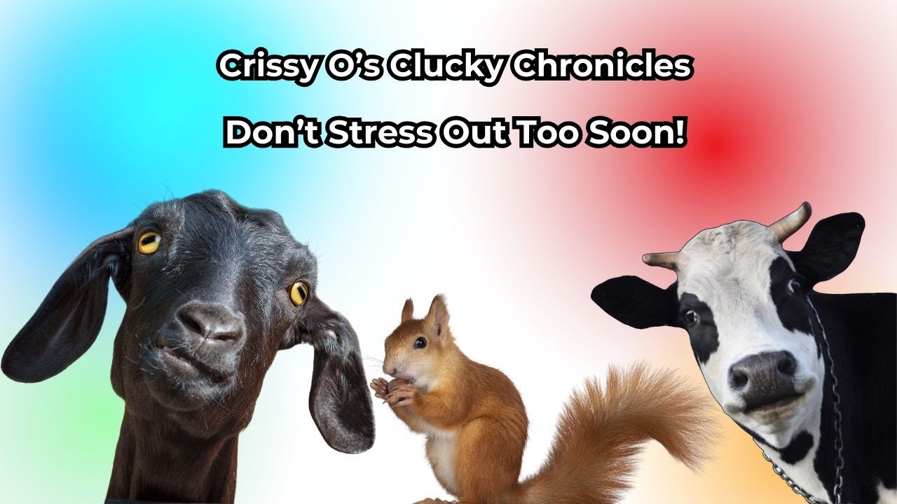 Don't Stress Start Small Ya'll! #chicken #raisingchickens # ...