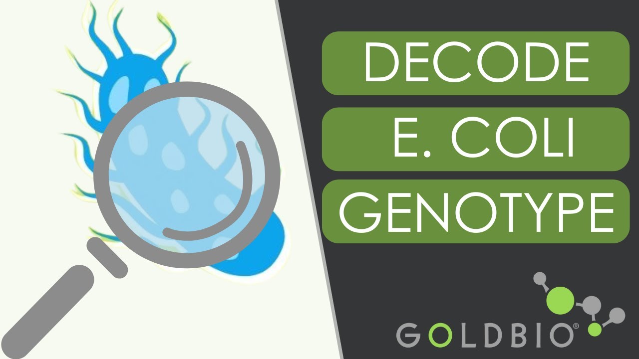 E. coli Genotype and Genetic Marker Nomenclature - YouTube