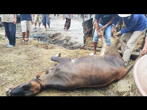 KASIHAN SAPI UNIK LEMAS TAK BERDAYA ‼️🔥🔥🔥 - YouTube