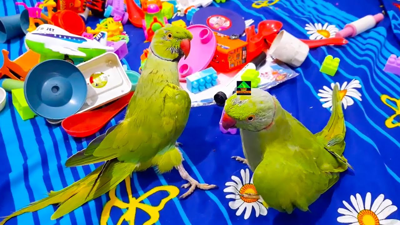 Super-Cute Green Parrots Having Fun - YouTube