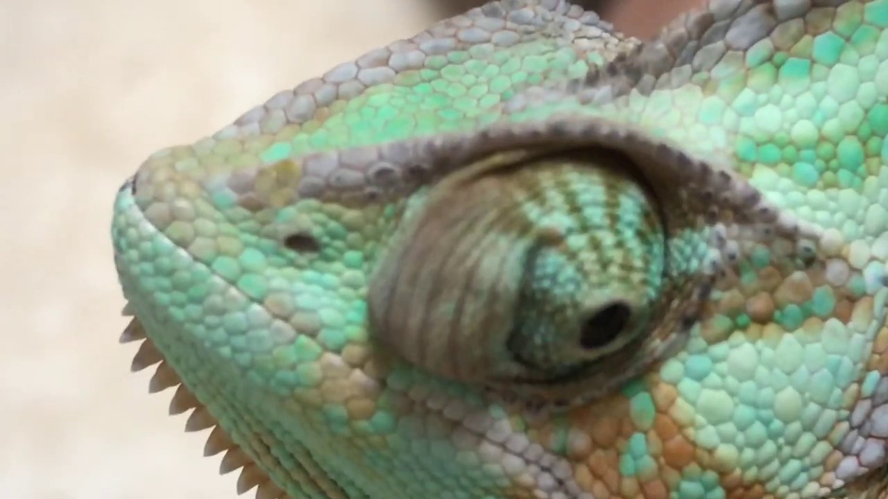 PUSCAM! CHAMELEON PRESENTED WITH LEFT EYELID ABSCESS GETS LANCED AND ...