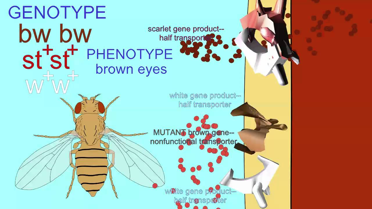 DROSOPHILA EYE COLOR: white, brown, scarlet GENES; ABC TRANSPORTERS ...