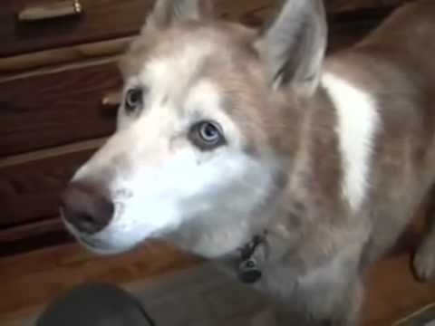 Speaking Dogs Compilation - YouTube